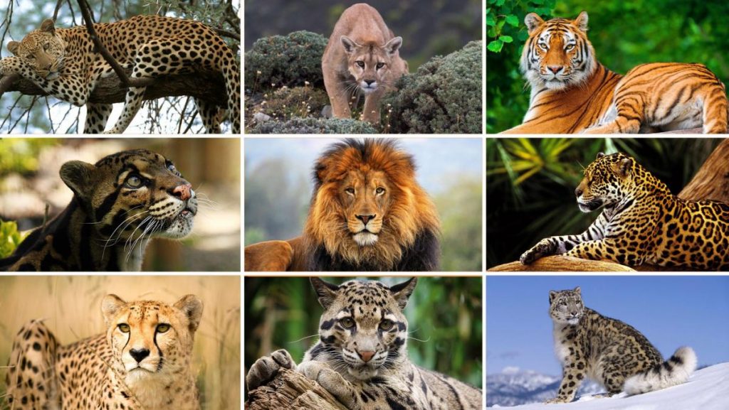 Zoo of programming languages named after Animals - Conclusion AMIS ...